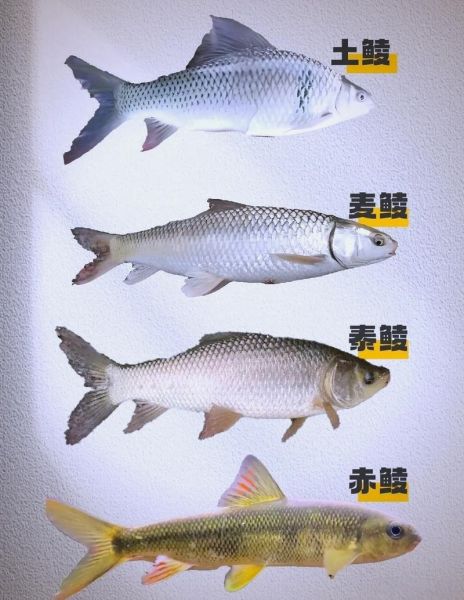 淡水鱼图片大全_如何分辨常见淡水鱼-第3张图片-山城妙识 淡水鱼图片大全_如何分辨常见淡水鱼-第3张图片-山城妙识