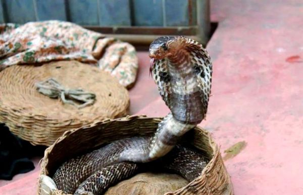 菜花蛇为什么能杀眼镜王蛇_菜花蛇吃眼镜王蛇视频真相-第2张图片-山城妙识