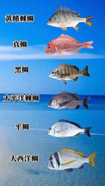 最便宜的几种海鱼有哪些_怎么挑选新鲜又省钱-第3张图片-山城妙识