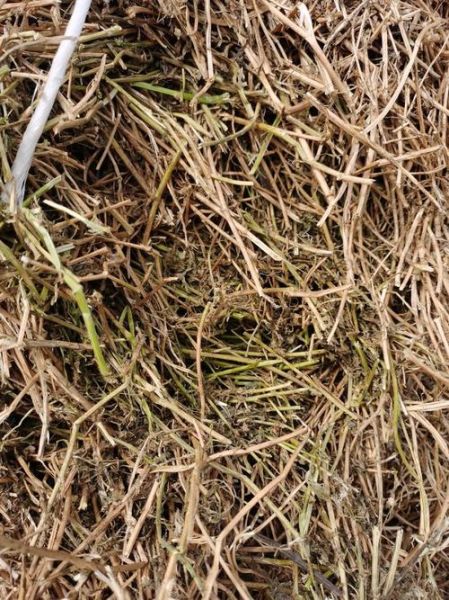 苜蓿草价格多少钱一吨_苜蓿草多少钱一吨-第2张图片-山城妙识