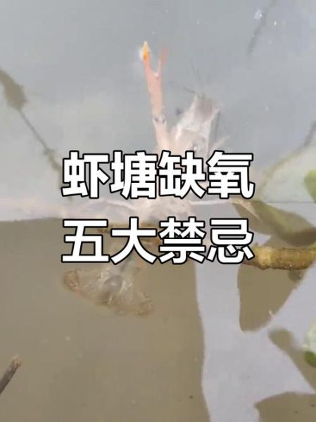 小龙虾养殖失败原因_如何避免亏本-第1张图片-山城妙识 小龙虾养殖失败原因_如何避免亏本-第1张图片-山城妙识