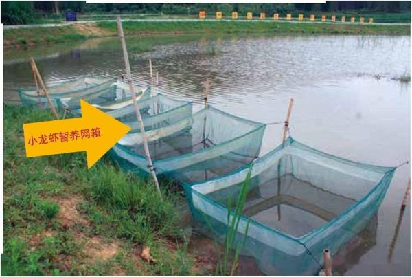 小龙虾养殖失败原因_如何避免亏本-第2张图片-山城妙识 小龙虾养殖失败原因_如何避免亏本-第2张图片-山城妙识