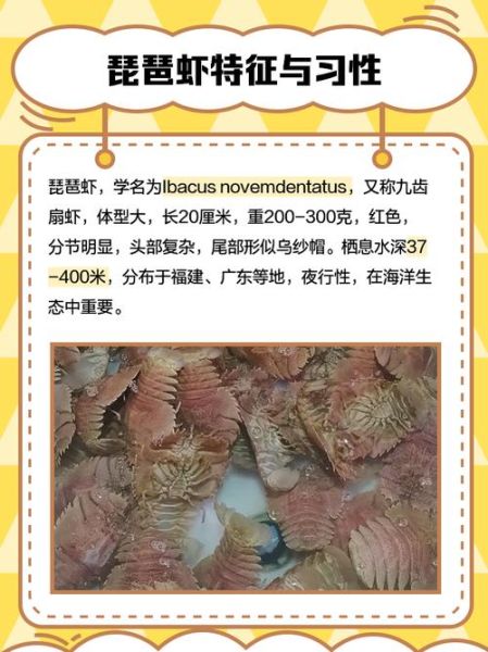 琵琶虾的功效与作用_琵琶虾的营养价值有哪些-第1张图片-山城妙识 琵琶虾的功效与作用_琵琶虾的营养价值有哪些-第1张图片-山城妙识