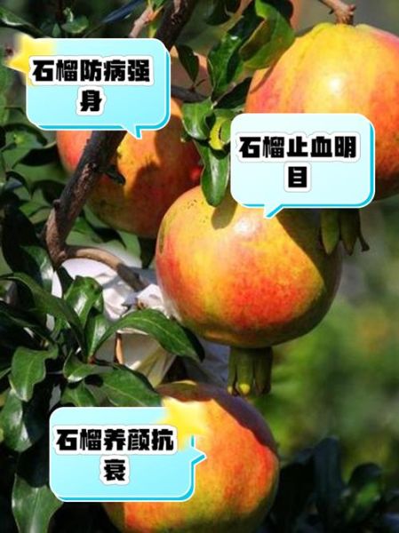 石榴的功效与作用禁忌_石榴籽可以吃吗-第1张图片-山城妙识 石榴的功效与作用禁忌_石榴籽可以吃吗-第1张图片-山城妙识