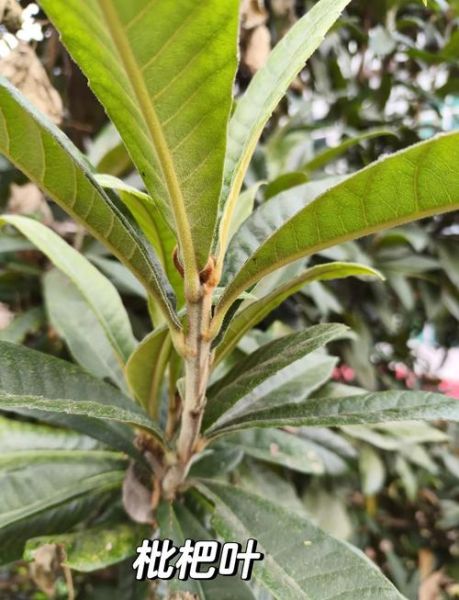 枇杷叶图片长什么样_枇杷叶的功效与作用-第2张图片-山城妙识 枇杷叶图片长什么样_枇杷叶的功效与作用-第2张图片-山城妙识