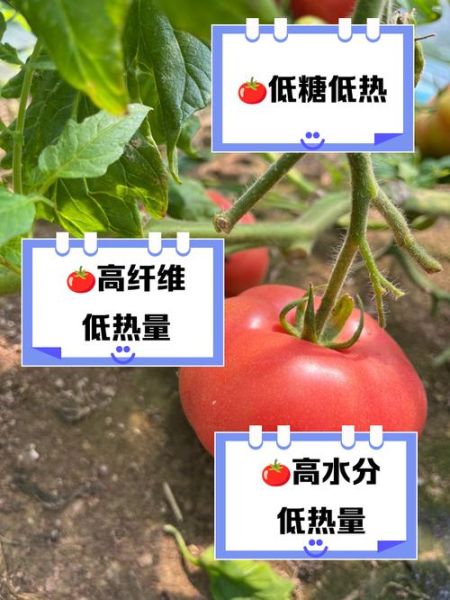 吃西红柿会胖吗_西红柿热量高吗-第1张图片-山城妙识 吃西红柿会胖吗_西红柿热量高吗-第1张图片-山城妙识