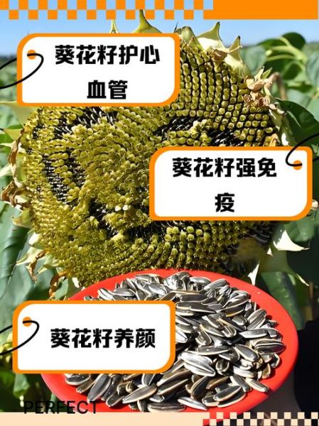 吃葵花籽有什么好处_葵花籽的功效与作用-第1张图片-山城妙识 吃葵花籽有什么好处_葵花籽的功效与作用-第1张图片-山城妙识