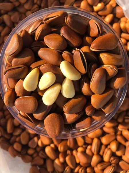 松子图片大全_松子有哪些品种-第1张图片-山城妙识 松子图片大全_松子有哪些品种-第1张图片-山城妙识