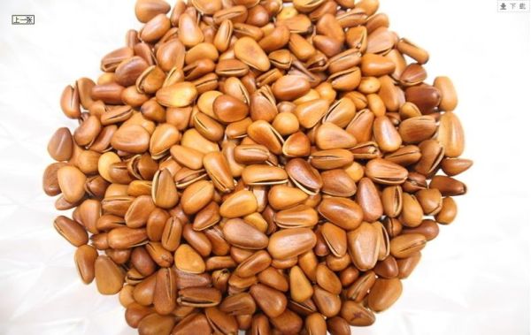 松子图片大全_松子有哪些品种-第2张图片-山城妙识 松子图片大全_松子有哪些品种-第2张图片-山城妙识