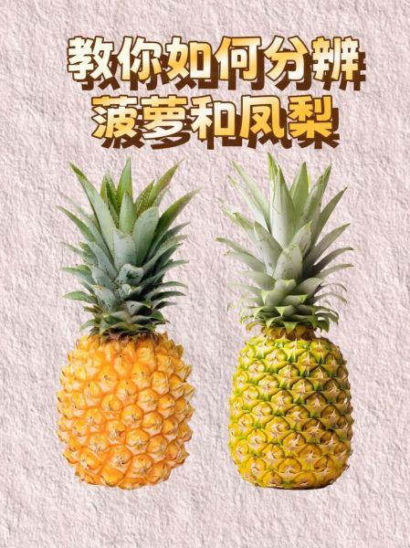 凤梨直播怎么赚钱_凤梨直播有哪些特色功能-第1张图片-山城妙识 凤梨直播怎么赚钱_凤梨直播有哪些特色功能-第1张图片-山城妙识