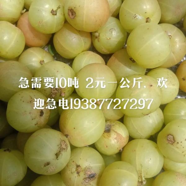 橄榄多少钱一斤_橄榄价格受哪些因素影响-第1张图片-山城妙识 橄榄多少钱一斤_橄榄价格受哪些因素影响-第1张图片-山城妙识