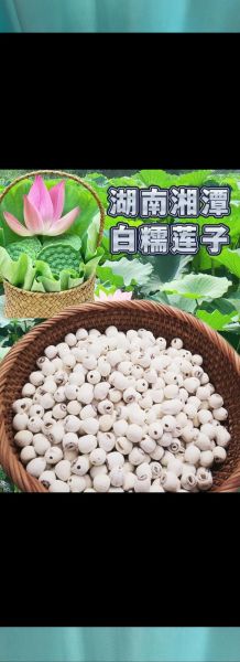 湘莲产地哪里最正宗_湘莲和莲子有什么区别-第2张图片-山城妙识 湘莲产地哪里最正宗_湘莲和莲子有什么区别-第2张图片-山城妙识