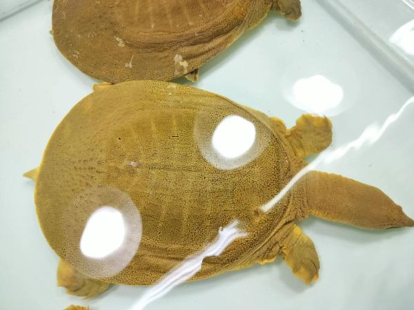 水鱼怎么养_水鱼吃什么食物-第3张图片-山城妙识 水鱼怎么养_水鱼吃什么食物-第3张图片-山城妙识