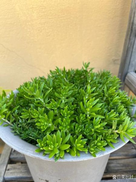 垂盆草图片长什么样_垂盆草怎么养护-第1张图片-山城妙识