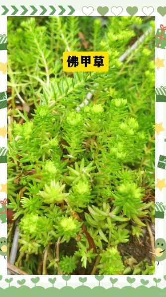 垂盆草图片长什么样_垂盆草怎么养护-第2张图片-山城妙识