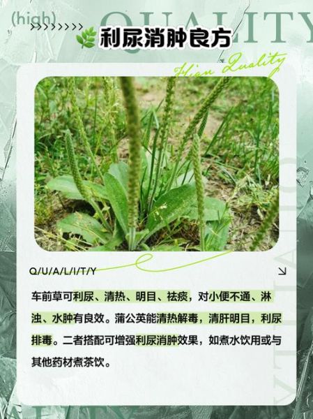 车前草泡水喝的功效与作用_车前草泡水喝的禁忌有哪些-第2张图片-山城妙识 车前草泡水喝的功效与作用_车前草泡水喝的禁忌有哪些-第2张图片-山城妙识