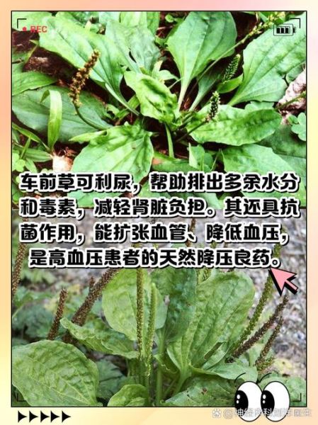 车前草泡水喝的功效与作用_车前草泡水喝的禁忌有哪些-第1张图片-山城妙识 车前草泡水喝的功效与作用_车前草泡水喝的禁忌有哪些-第1张图片-山城妙识
