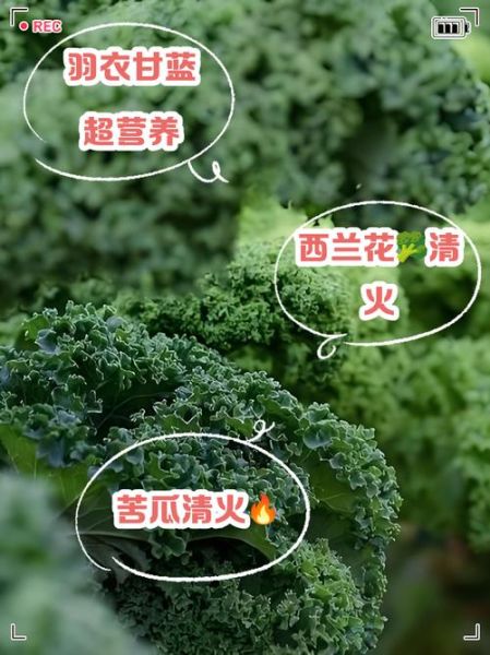 清热降火的蔬菜有哪些_夏天吃什么蔬菜去火-第1张图片-山城妙识 清热降火的蔬菜有哪些_夏天吃什么蔬菜去火-第1张图片-山城妙识