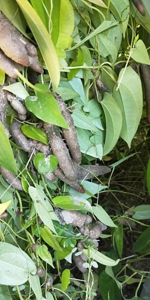 山药蛋派语言特点_如何写出地道山药蛋味-第2张图片-山城妙识 山药蛋派语言特点_如何写出地道山药蛋味-第2张图片-山城妙识