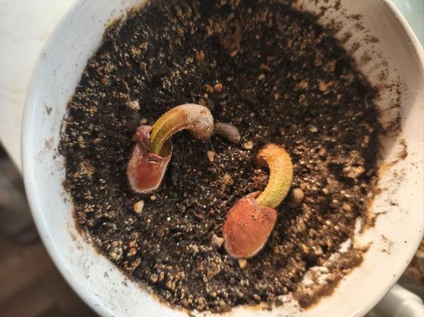 榴莲核能种出榴莲吗_榴莲核能发芽吗-第1张图片-山城妙识 榴莲核能种出榴莲吗_榴莲核能发芽吗-第1张图片-山城妙识