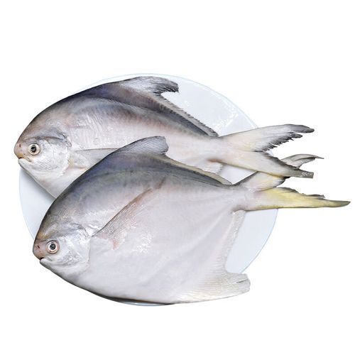 大平鱼是什么鱼_大平鱼多少钱一斤-第1张图片-山城妙识 大平鱼是什么鱼_大平鱼多少钱一斤-第1张图片-山城妙识