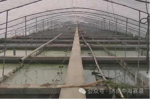 甲鱼养殖场地要求_甲鱼养殖场怎么建-第1张图片-山城妙识 甲鱼养殖场地要求_甲鱼养殖场怎么建-第1张图片-山城妙识