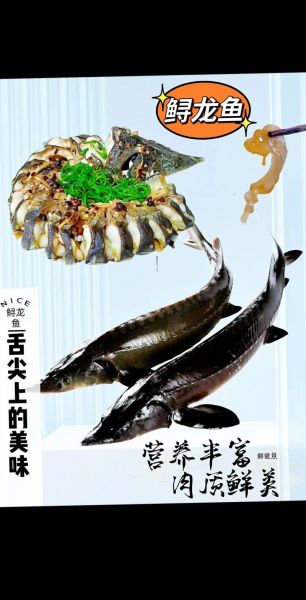 鲟鱼多少钱一斤_鲟鱼怎么做好吃-第2张图片-山城妙识 鲟鱼多少钱一斤_鲟鱼怎么做好吃-第2张图片-山城妙识