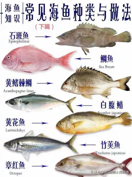 海里的鱼图片大全_如何识别常见海洋鱼类-第1张图片-山城妙识 海里的鱼图片大全_如何识别常见海洋鱼类-第1张图片-山城妙识
