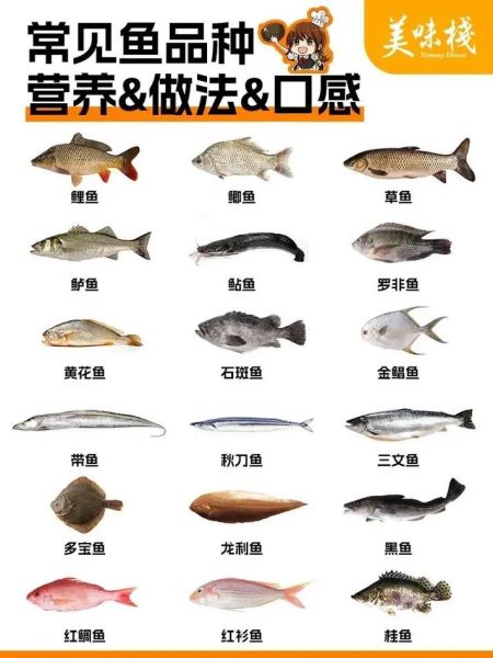 海里的鱼图片大全_如何识别常见海洋鱼类-第2张图片-山城妙识 海里的鱼图片大全_如何识别常见海洋鱼类-第2张图片-山城妙识