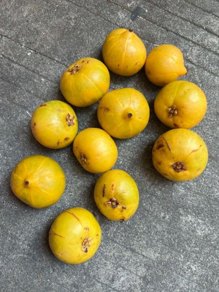 山竹里面黄黄的是什么_可以吃吗-第3张图片-山城妙识 山竹里面黄黄的是什么_可以吃吗-第3张图片-山城妙识