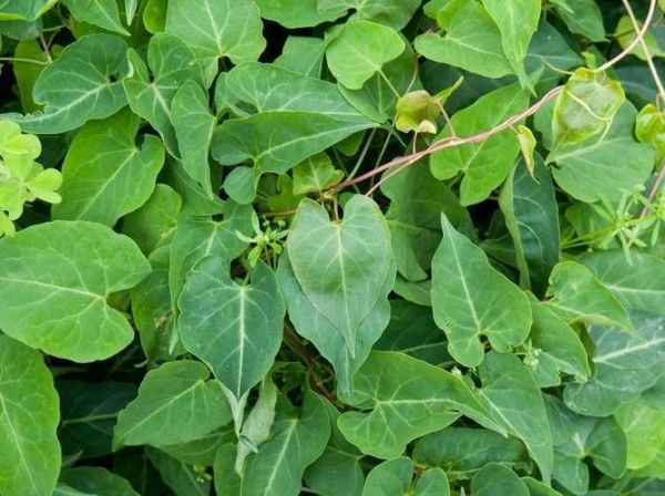 首乌补肾酒的功效与作用_首乌补肾酒适合什么人喝-第3张图片-山城妙识 首乌补肾酒的功效与作用_首乌补肾酒适合什么人喝-第3张图片-山城妙识