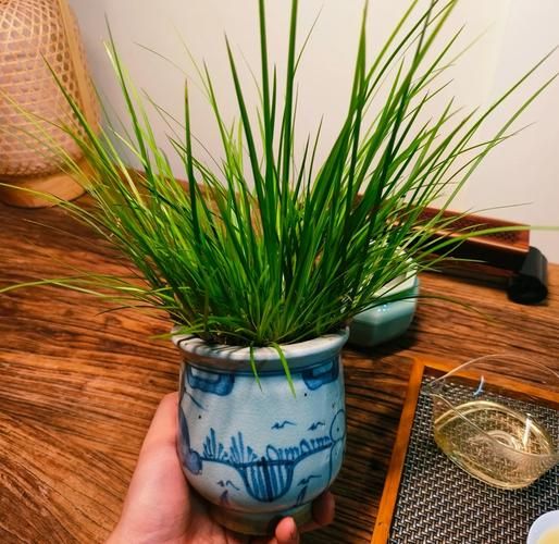 菖蒲怎么养_菖蒲叶子发黄怎么办-第2张图片-山城妙识 菖蒲怎么养_菖蒲叶子发黄怎么办-第2张图片-山城妙识