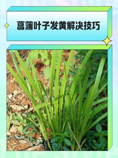 菖蒲怎么养_菖蒲叶子发黄怎么办-第1张图片-山城妙识 菖蒲怎么养_菖蒲叶子发黄怎么办-第1张图片-山城妙识