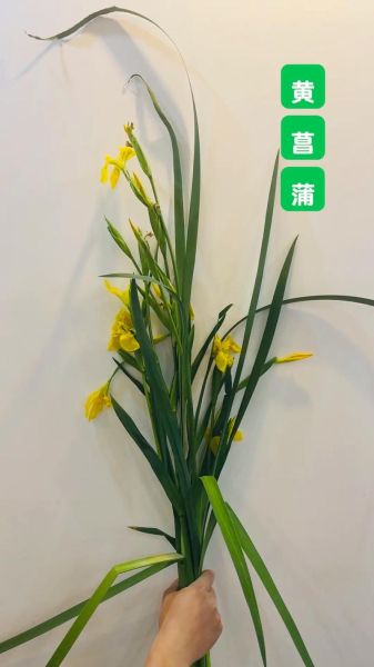 菖蒲怎么养_菖蒲叶子发黄怎么办-第3张图片-山城妙识 菖蒲怎么养_菖蒲叶子发黄怎么办-第3张图片-山城妙识