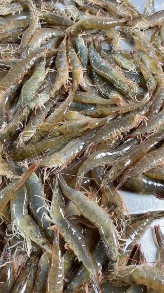 淡水虾养殖品种有哪些_新手选哪个好-第1张图片-山城妙识