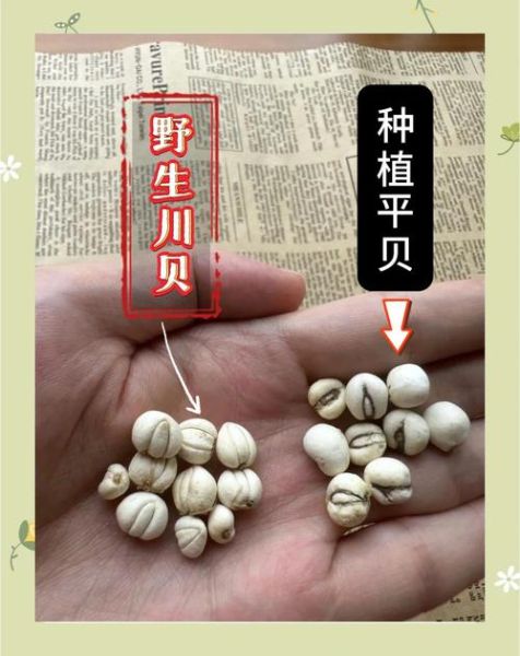 川贝母价格多少钱一克_川贝母为什么这么贵-第2张图片-山城妙识 川贝母价格多少钱一克_川贝母为什么这么贵-第2张图片-山城妙识