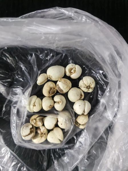 川贝母价格多少钱一克_川贝母为什么这么贵-第1张图片-山城妙识 川贝母价格多少钱一克_川贝母为什么这么贵-第1张图片-山城妙识