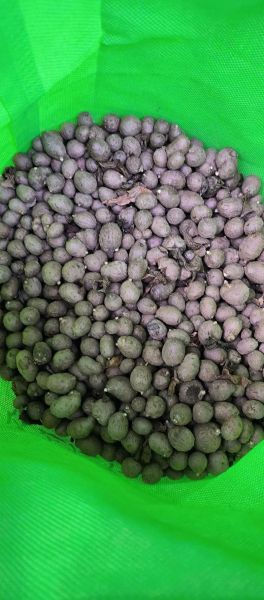 山药豆发芽会中毒吗_山药豆发芽能吃吗-第1张图片-山城妙识