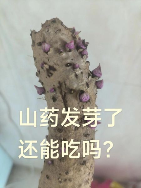 山药豆发芽会中毒吗_山药豆发芽能吃吗-第3张图片-山城妙识