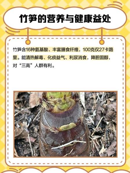 毛竹笋的功效与作用_毛竹笋怎么吃最营养-第1张图片-山城妙识 毛竹笋的功效与作用_毛竹笋怎么吃最营养-第1张图片-山城妙识