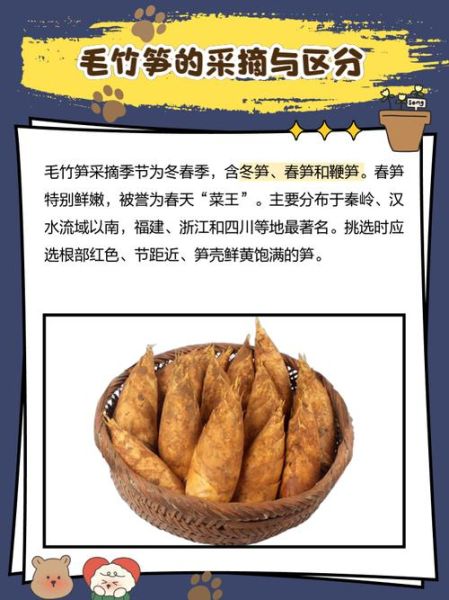 毛竹笋的功效与作用_毛竹笋怎么吃最营养-第3张图片-山城妙识 毛竹笋的功效与作用_毛竹笋怎么吃最营养-第3张图片-山城妙识