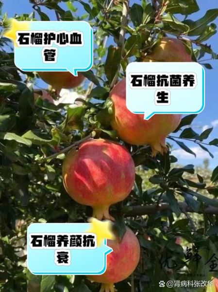 男人吃石榴壮阳吗_石榴对男性性功能的好处-第2张图片-山城妙识