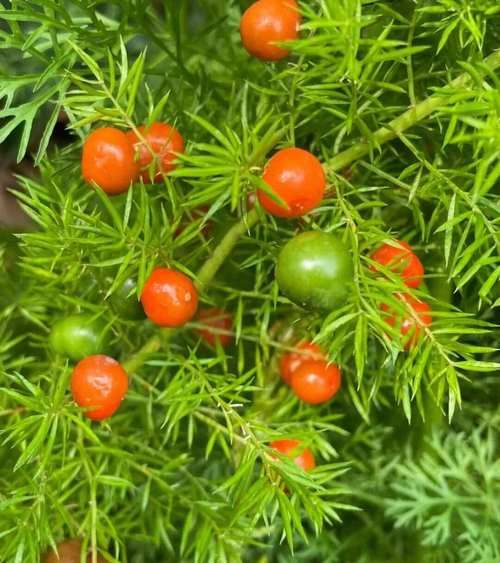 天门冬图片功效与作用_怎么吃效果最好-第3张图片-山城妙识