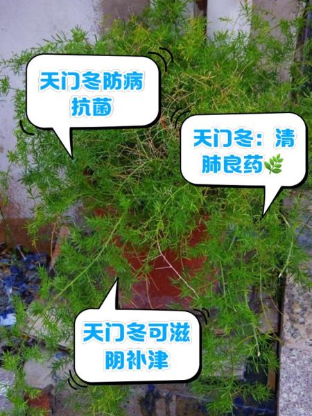 天门冬图片功效与作用_怎么吃效果最好-第2张图片-山城妙识