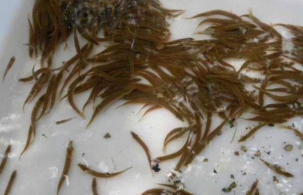 养殖泥鳅十养九亏_为什么失败率这么高-第3张图片-山城妙识