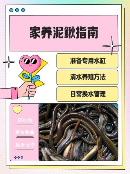 养殖泥鳅十养九亏_为什么失败率这么高-第1张图片-山城妙识