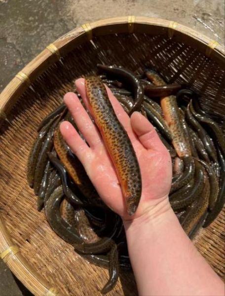 养殖泥鳅十养九亏_为什么失败率这么高-第2张图片-山城妙识
