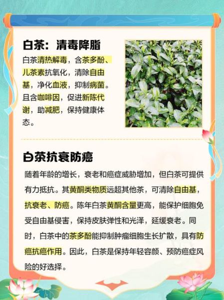 女性喝白茶的好处和坏处_长期喝会不会伤胃-第3张图片-山城妙识