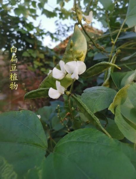 小扁豆的营养价值_小扁豆怎么吃最健康-第1张图片-山城妙识