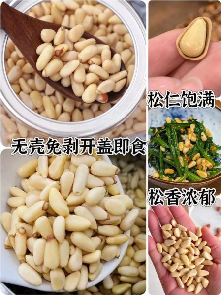 松子怎么吃_松子一天吃多少粒合适-第1张图片-山城妙识 松子怎么吃_松子一天吃多少粒合适-第1张图片-山城妙识